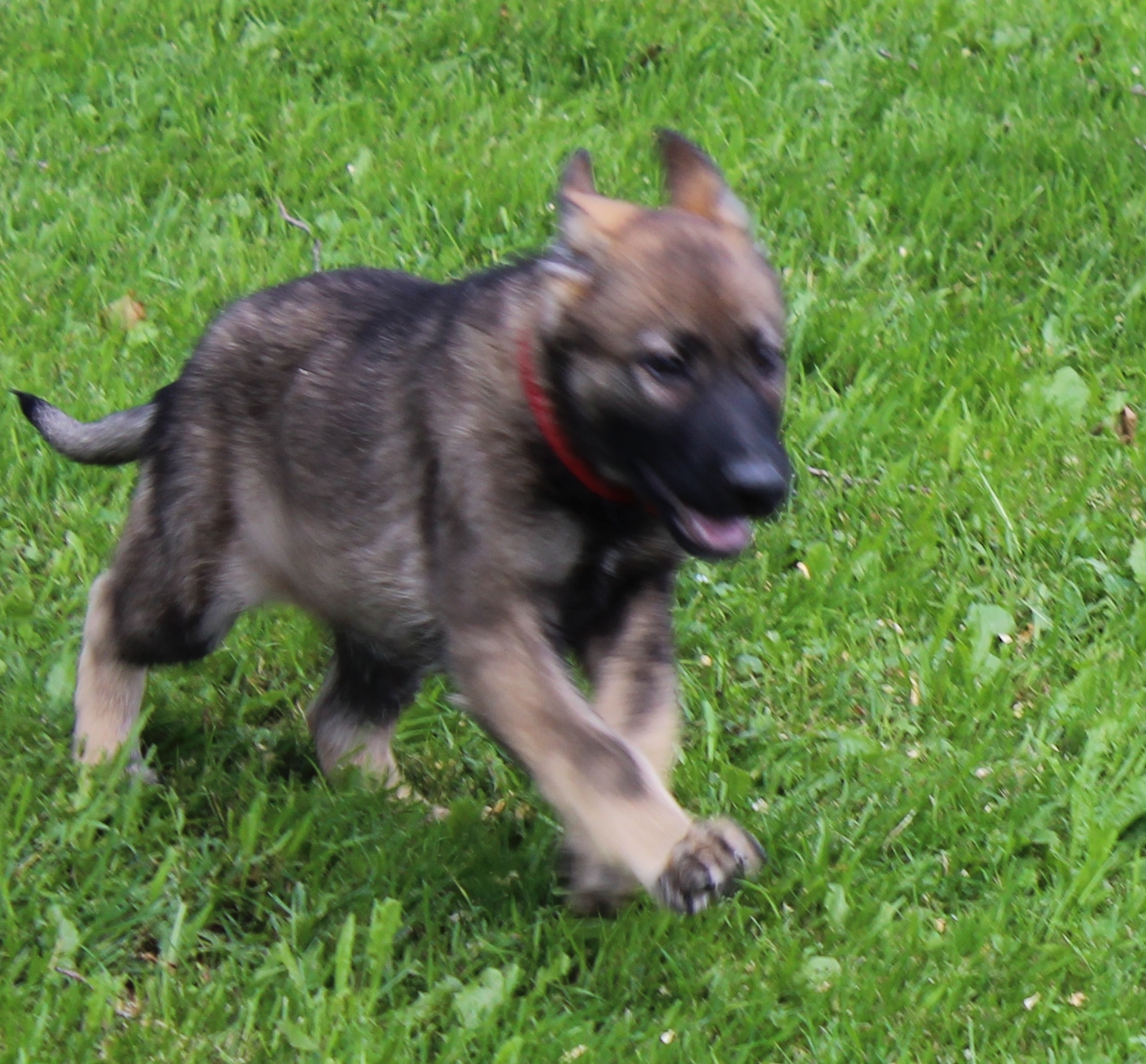 Red Sable German Shepherd Puppy