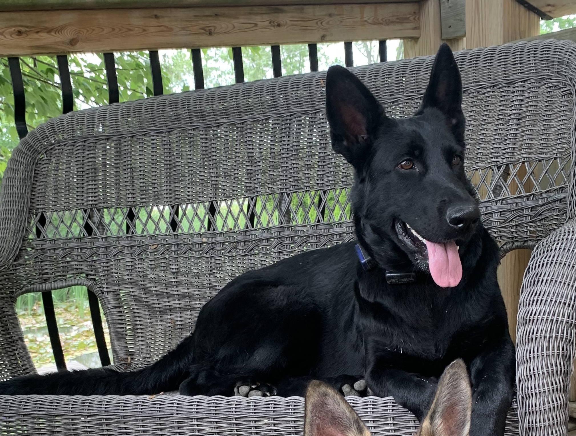 German Shepherd Puppies